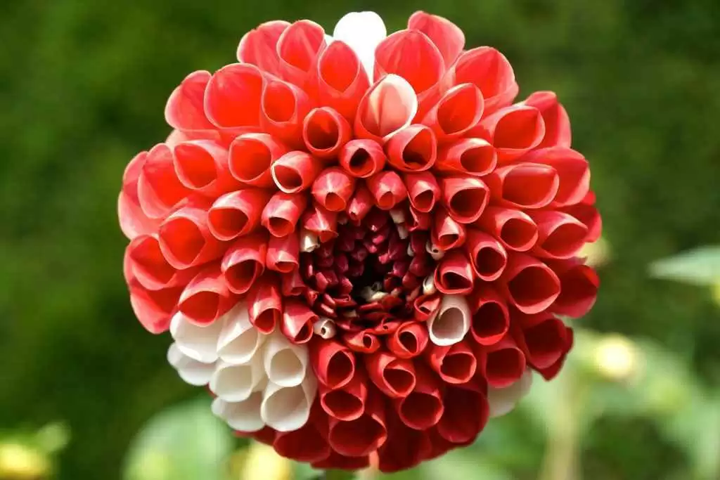 Could the Dual Activation of IRF1 and IRF1-Regulated Genes Be a Key to ...